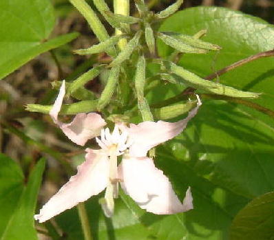 Bauhinia divaricata / Bull Hoof